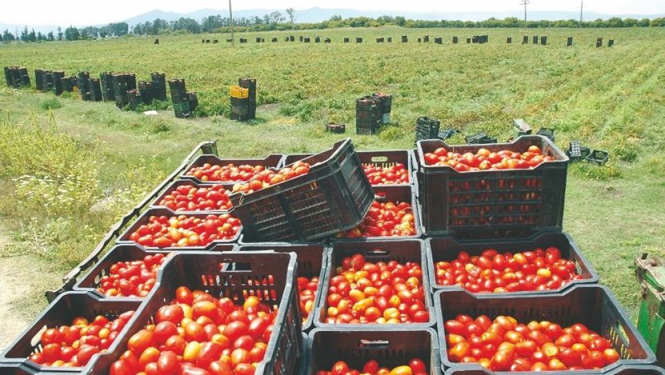 Tomate cultivée en plein champ à Sidi Bel-Abbès : La campagne de ...